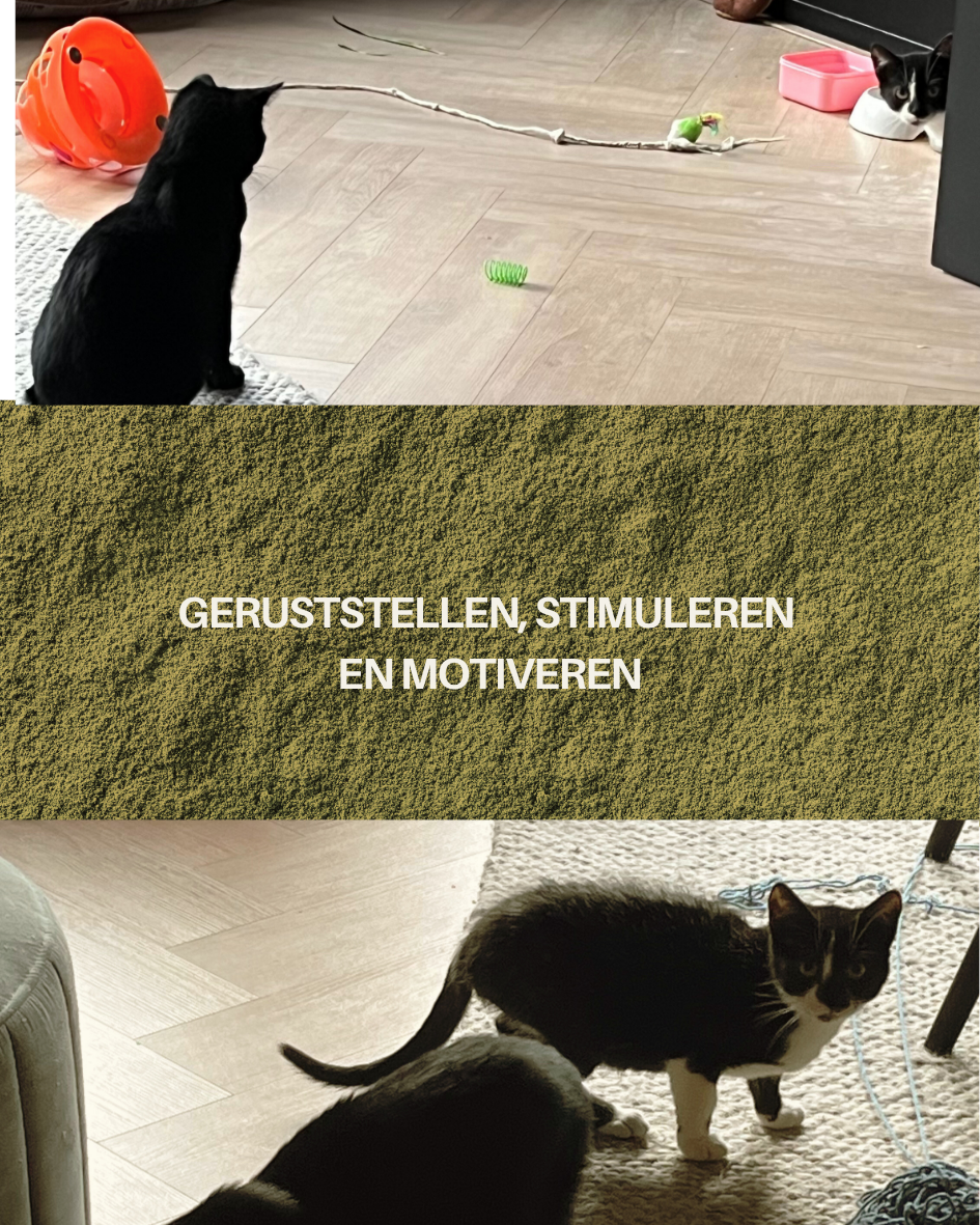 Elkaar geruststellen, motiveren en stimuleren, dat doen niet alleen wij ...